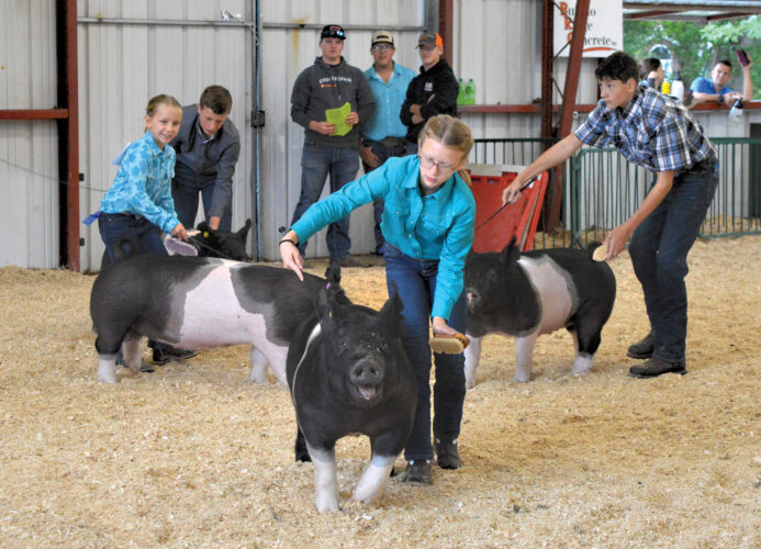 Pigs on parade | News, Sports, Jobs - Marshall Independent